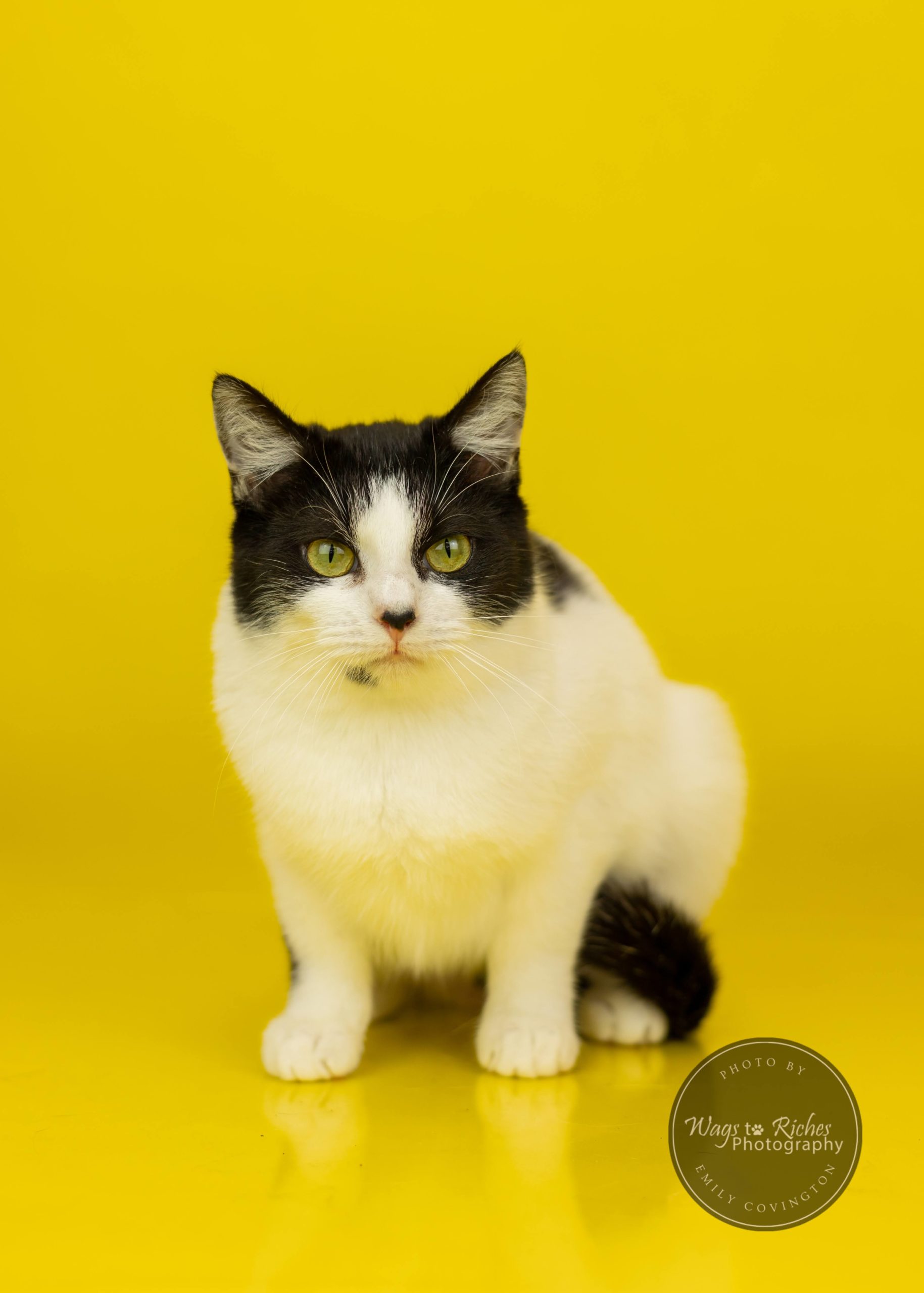 Adoptables! – The Country Cattery