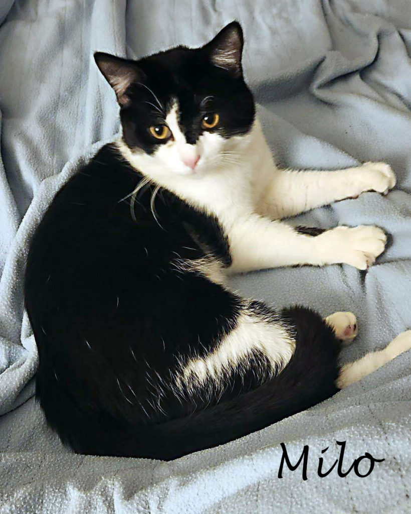 Purrs for Seniors – The Country Cattery