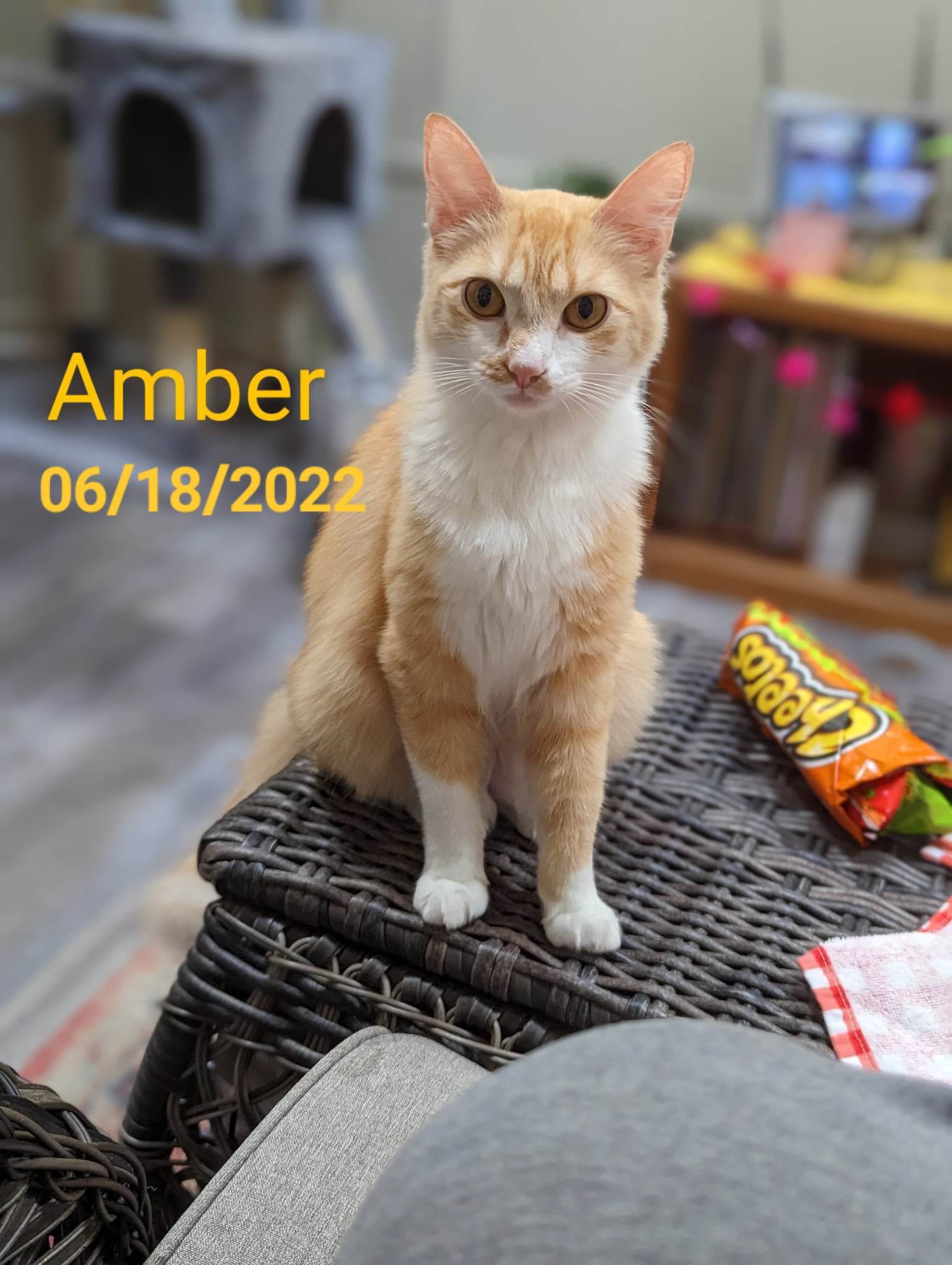 Adoptables! – The Country Cattery