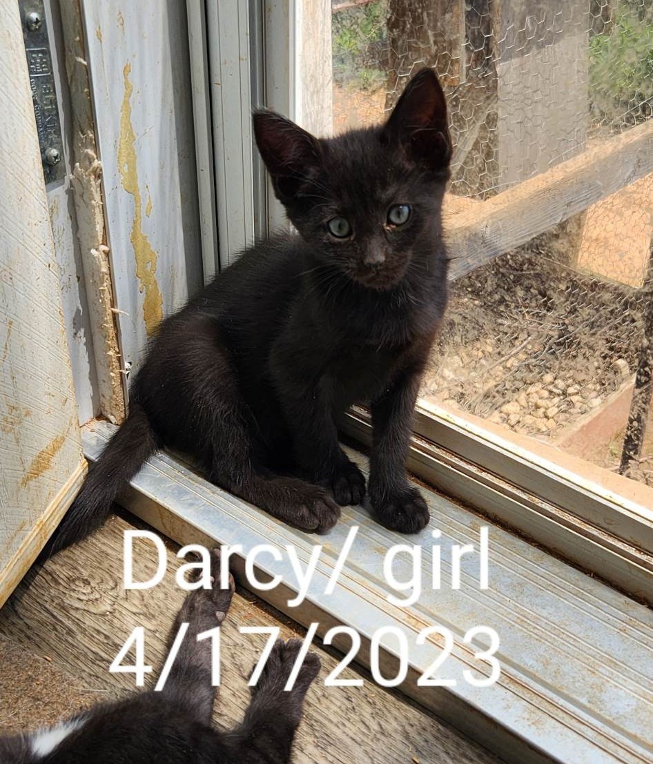 Adoptables! – The Country Cattery